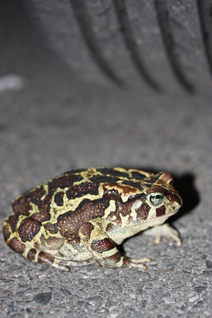Western leopard Toads on Roads | Zeekoevlei