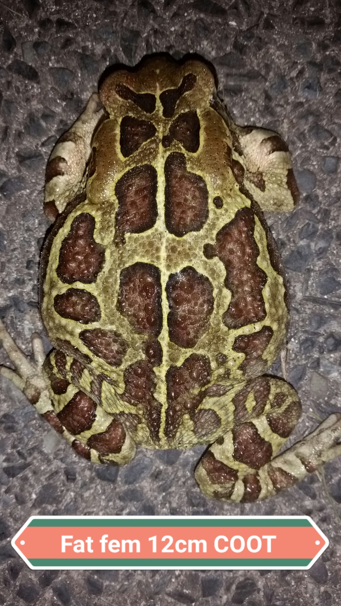 Endangered Western Leopard Toads – A Courting they GO! | Zeekoevlei